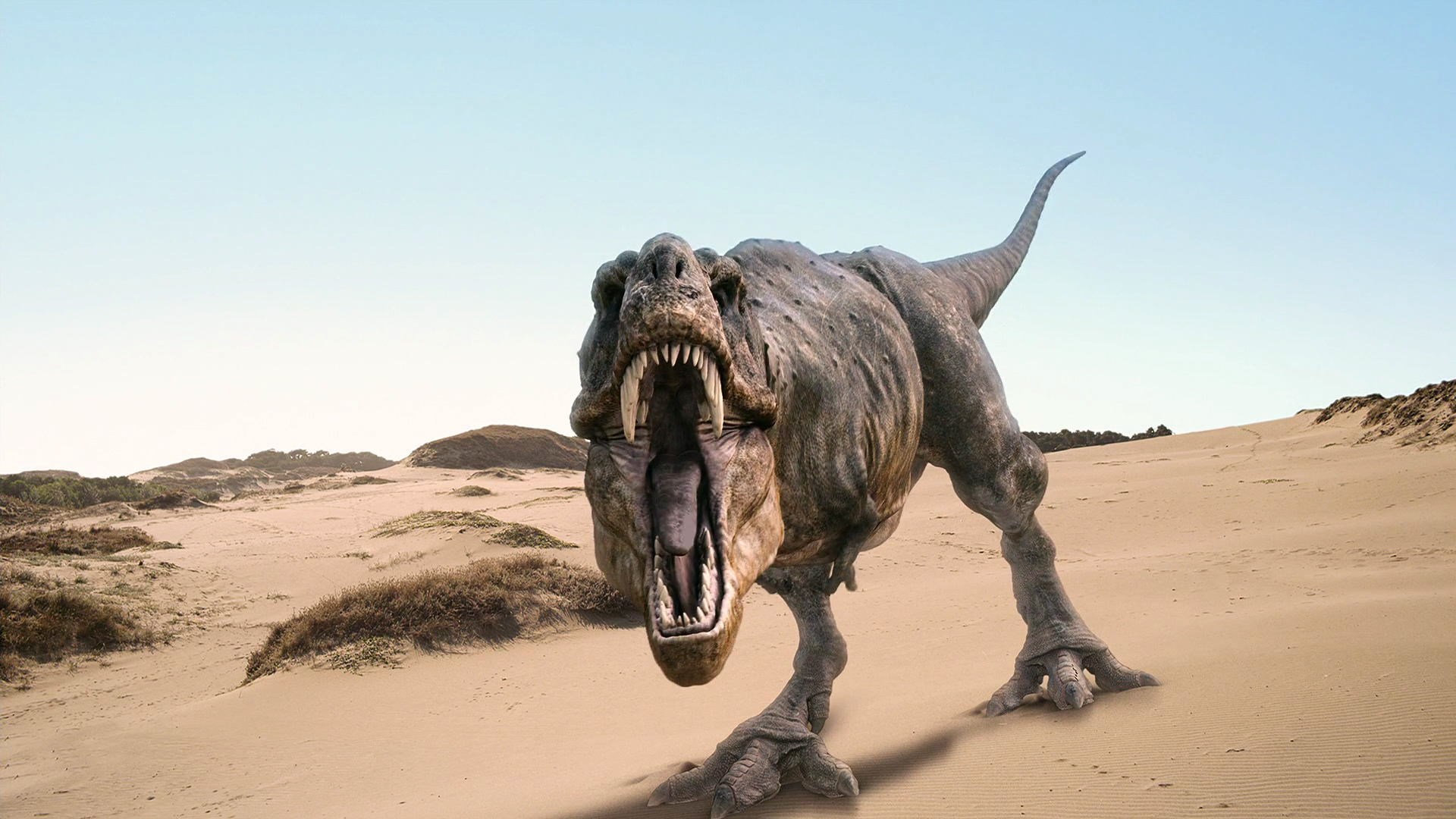 T-Rex Had A Nasty And Wide Bite, Yet Not The Biggest • Apex Tribune ...